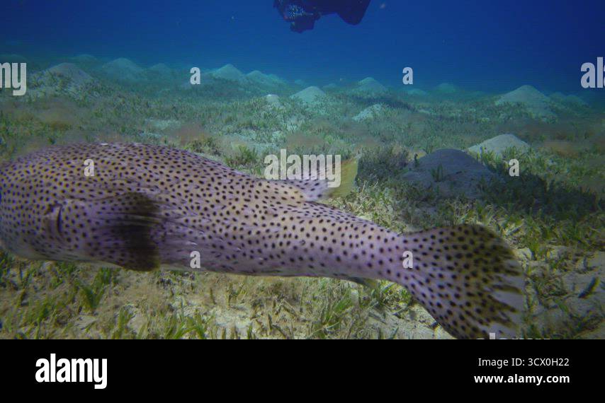 Whitespotted puffer (Arothron hispidus). The fish swims slowly over the ...