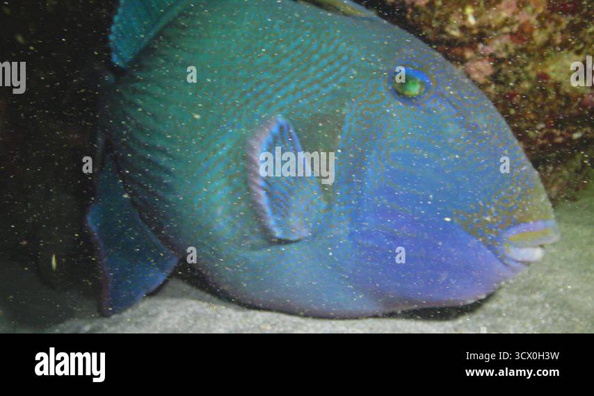 Blue triggerfish (Pseudobalistes fuscus), fish at night resting on the ...