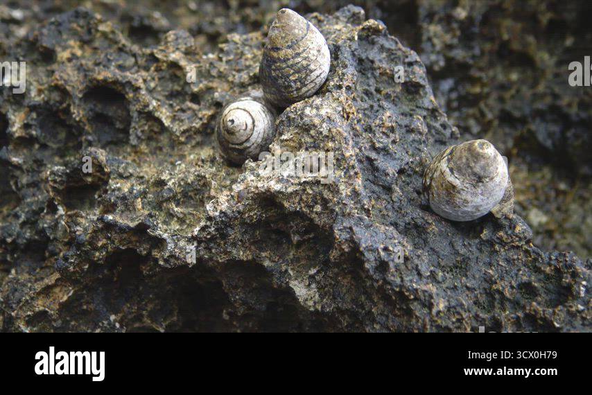 Shellfish on the coral reef in the surf zone, Marsa Alam, Abu Dabab ...