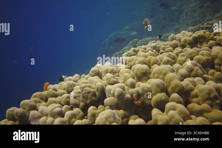 Coral reef in the Red Sea, Abu Dub. Static video, Beautiful underwater ...