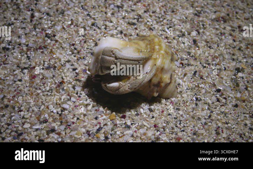 A hermit crab crawls along the sand in the coastal zone of the beach ...