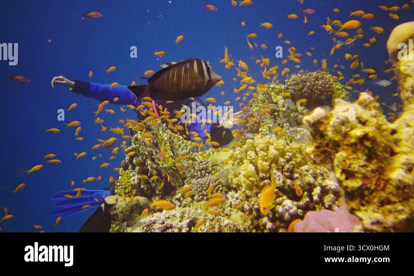 Coral reef in the Red Sea, Abu Dub. Static video, Beautiful underwater ...