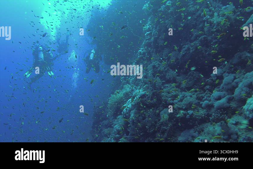 Coral reef, different types of tropical fish hunt near the reef in the ...