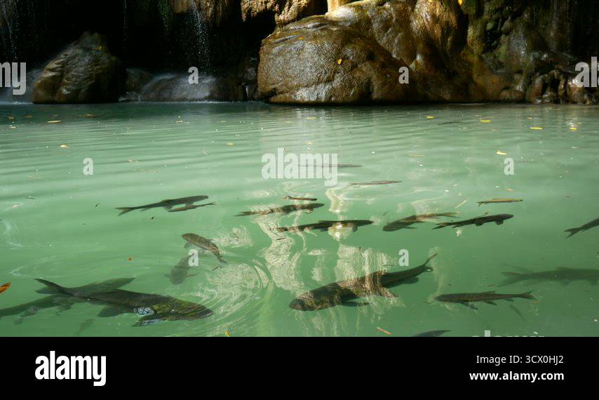 footage of fish swimming under water around Erawan waterfall , popular ...