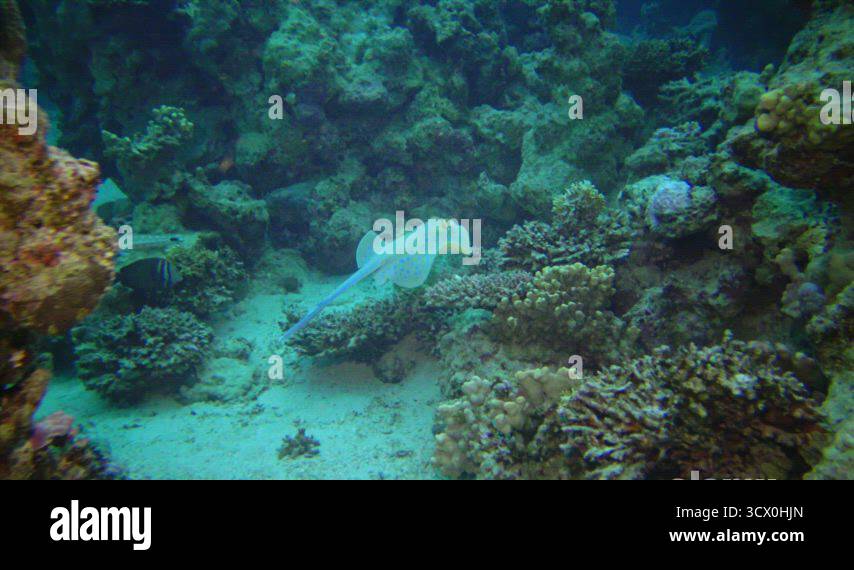 Fish of the Red Sea. (Taeniura lymma) Bluespotted ribbontail ray lies ...