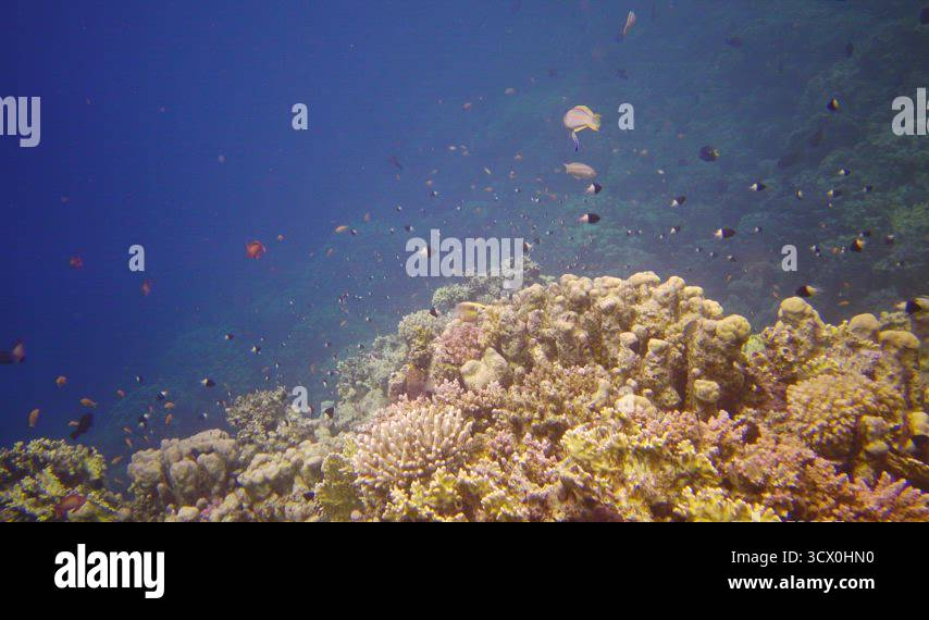 Coral reef in the Red Sea, Abu Dub. Static video, Beautiful underwater ...