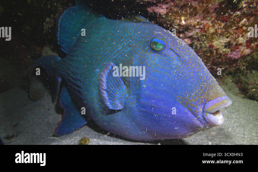 Blue triggerfish (Pseudobalistes fuscus), fish at night resting on the ...