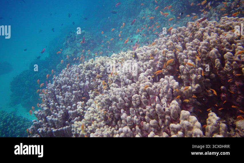 Tropical fish and Tridakna (Tridacna Maxima) bivalve mollusk, grown ...