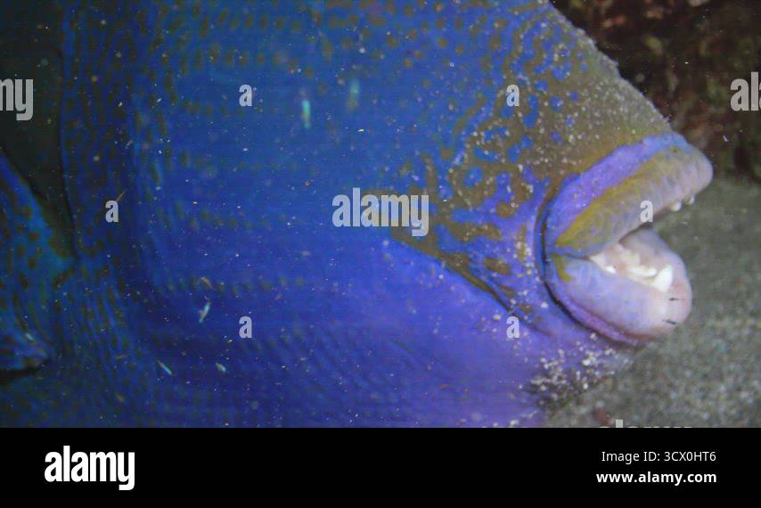 Blue triggerfish (Pseudobalistes fuscus), fish at night resting on the ...