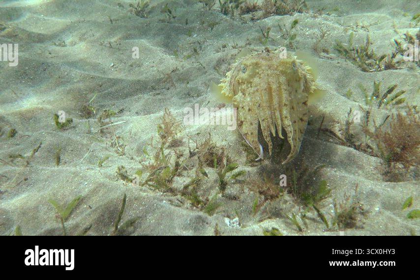 Hooded coottlefish (Sepia prashadi), cuttlefish runs away from the ...