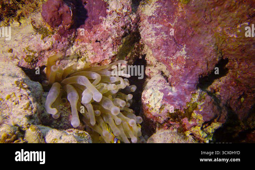 Red Sea Anemonefish (Amphiprion bicinctus). A married couple of fishes ...
