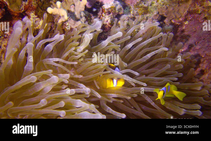 Red Sea Anemonefish (Amphiprion bicinctus). A married couple of fishes ...