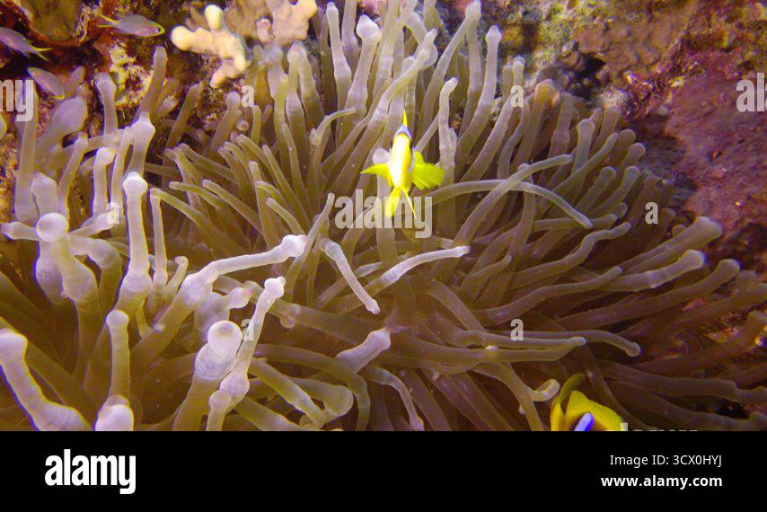 Red Sea Anemonefish (Amphiprion bicinctus). A married couple of fishes ...