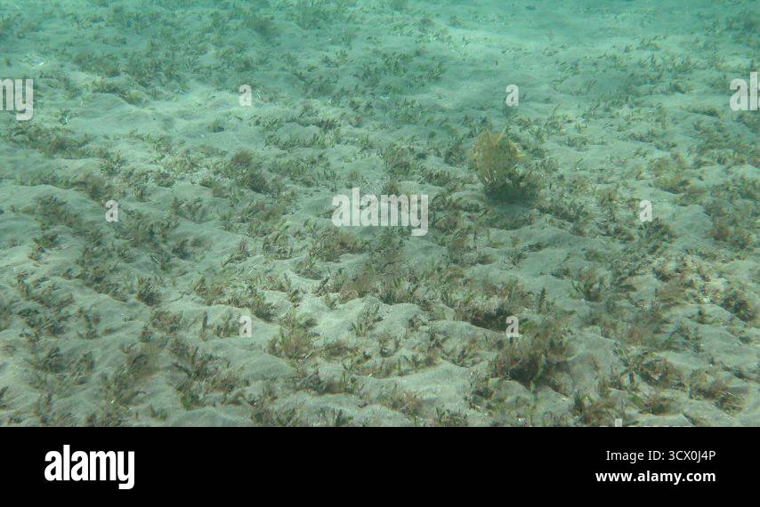 Hooded coottlefish (Sepia prashadi), cuttlefish runs away from the ...