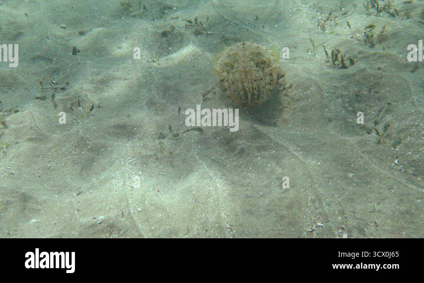 Hooded coottlefish (Sepia prashadi), cuttlefish runs away from the ...