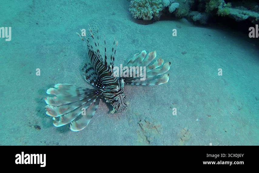 Common lionfish (Pterois volitans), Fish hunt and swim over a coral ...