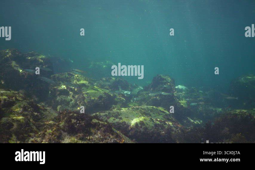 Black Sea fish mullet swims over thickets of algae Cystosira Stock ...