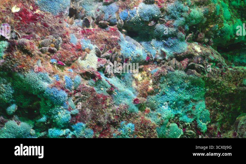 Different types of sea sponges in the fouling of pitfalls. Black Sea ...