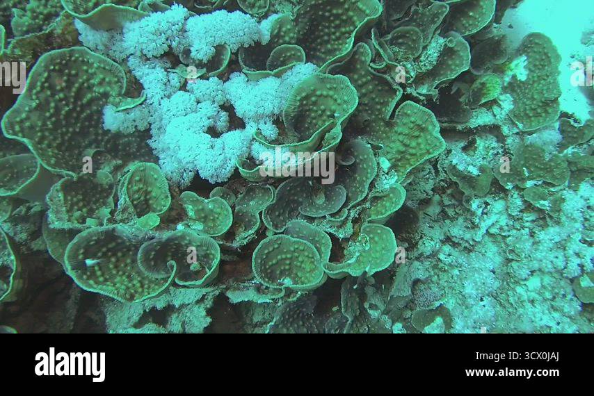 Coral reef, different types of coral and tropical fish. Nature of the ...