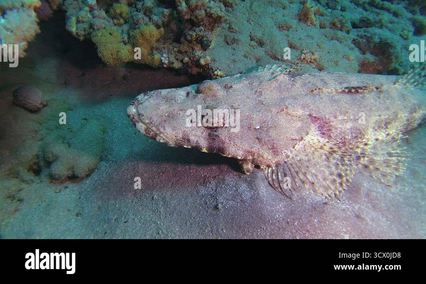 Fish of the Red Sea. Lying on the bottom Carpet flathead ...