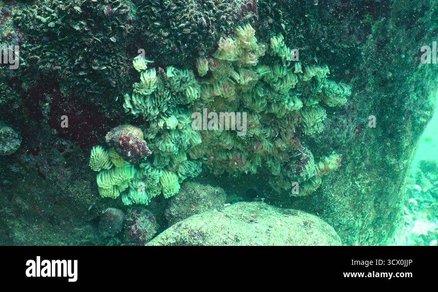 Cocoons of the predatory mollusk Rapana venosa, the invader in the ...