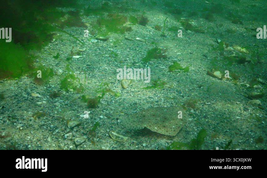 Young fish flounder-kalkan disguised on the sand on the seabed, mimicry ...
