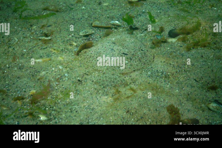 Young fish flounder-kalkan disguised on the sand on the seabed, mimicry ...