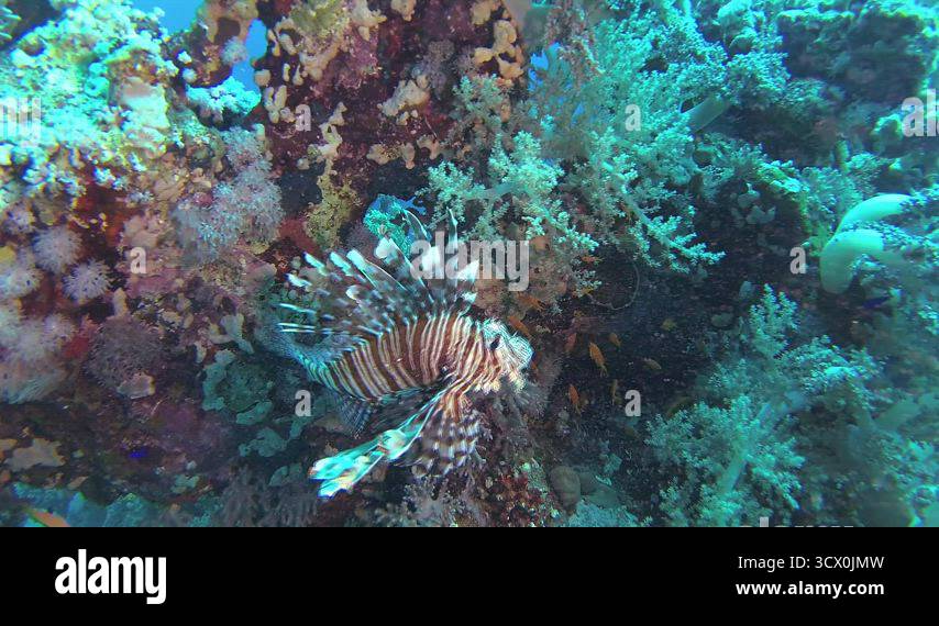 Common lionfish (Pterois volitans), Fish hunt and swim over a coral ...