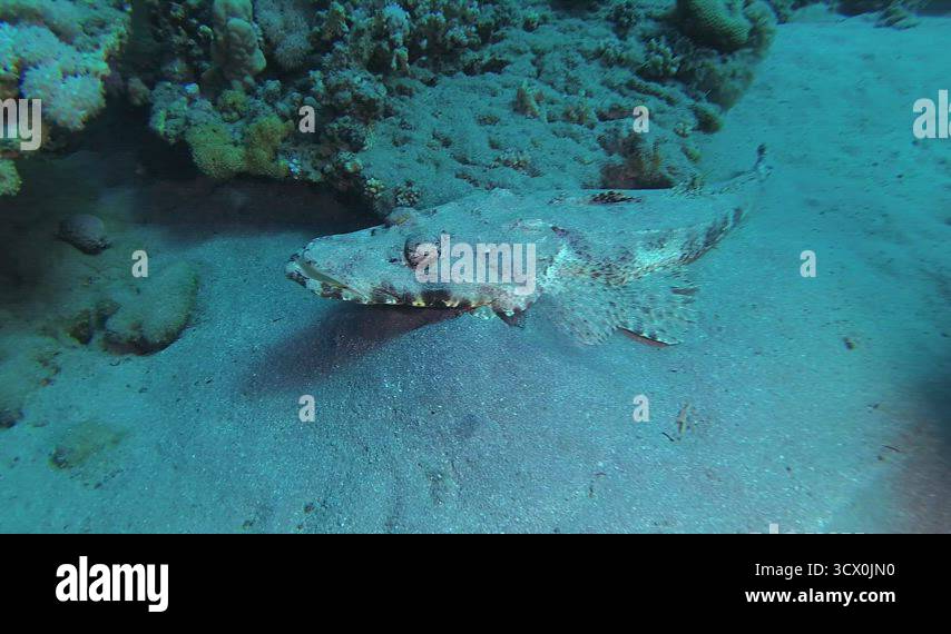 Fish of the Red Sea. Lying on the bottom Carpet flathead ...