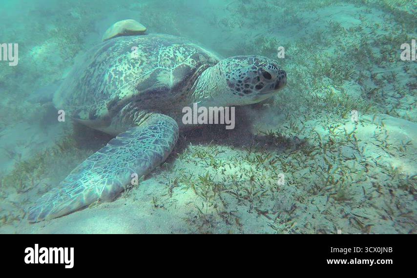 Hawksbill turtle eats soft Stock Videos & Footage - HD and 4K Video ...