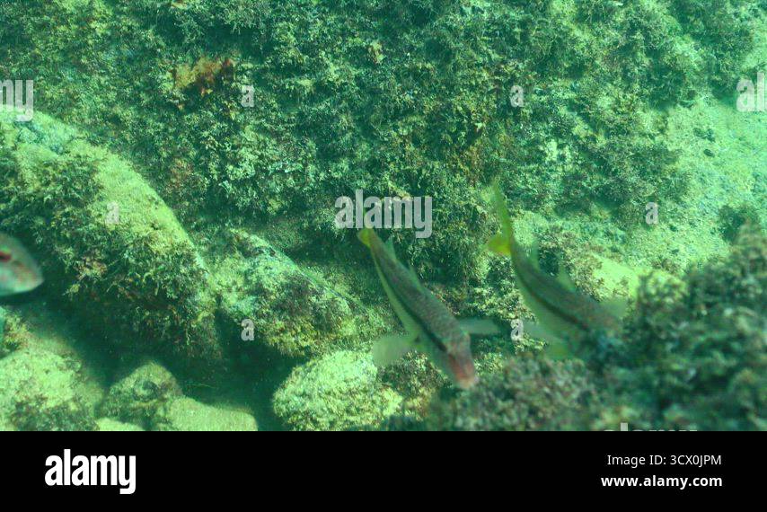 Red mullet (Mullus barbatus ponticus): flock of fishes feeding on the ...