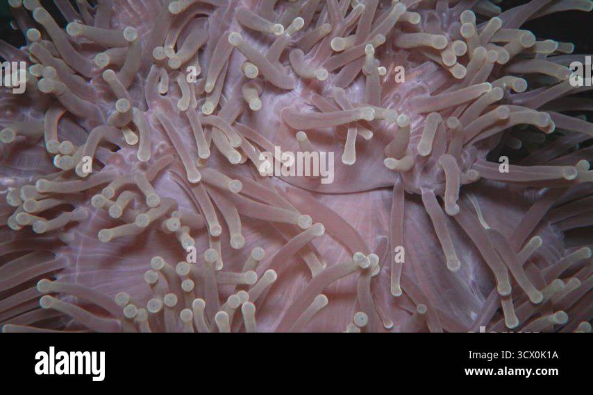 (Heteractis magnifica) The magnificent sea anemone, also known as the ...