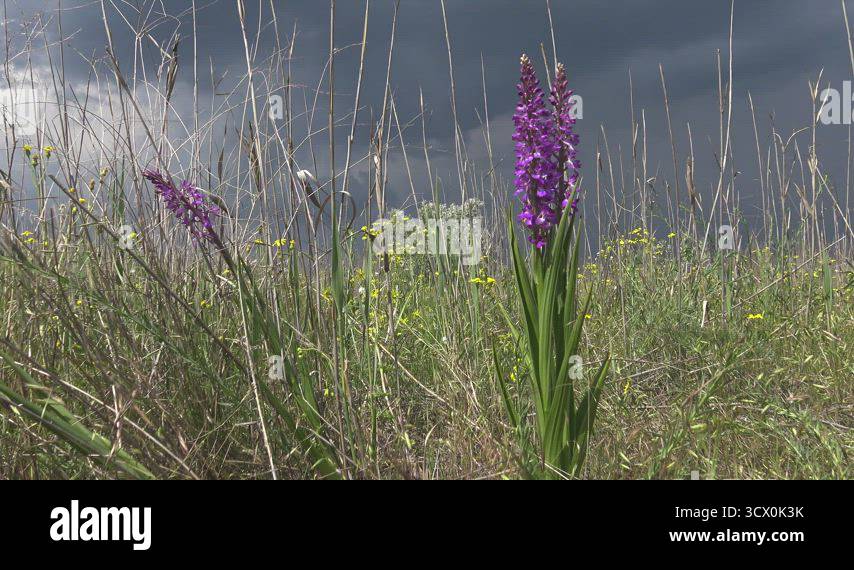 (Orchis mascula) early-purple orchid, flowering plants from the steppe ...