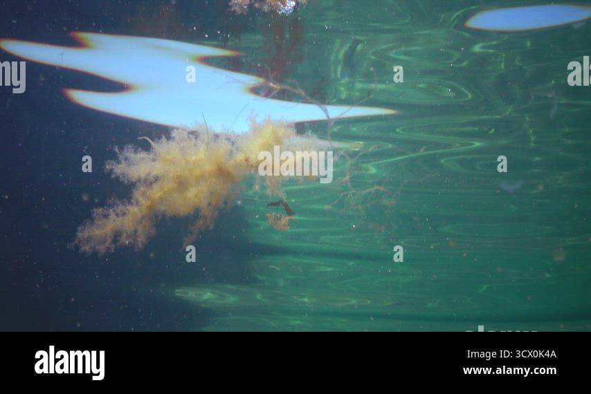 Brown algae swim in the water column in the Black Sea. Underwater ...