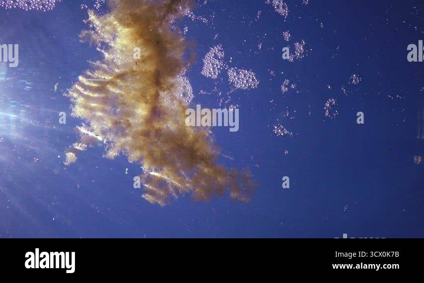 Brown algae swim in the water column in the Black Sea. Underwater ...