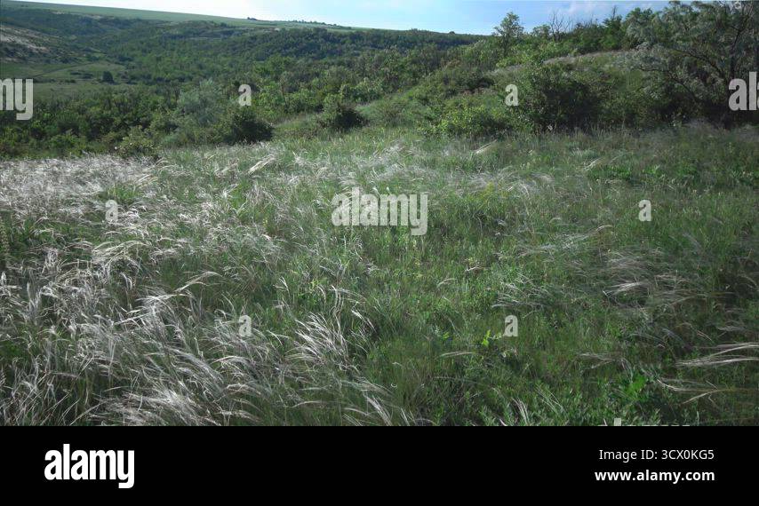 Stipa lessingiana (Needle Grass, Long grass) swaying in the wind from ...