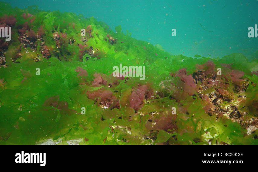 Underwater landscape in the Black Sea. Green, red and brown algae on ...