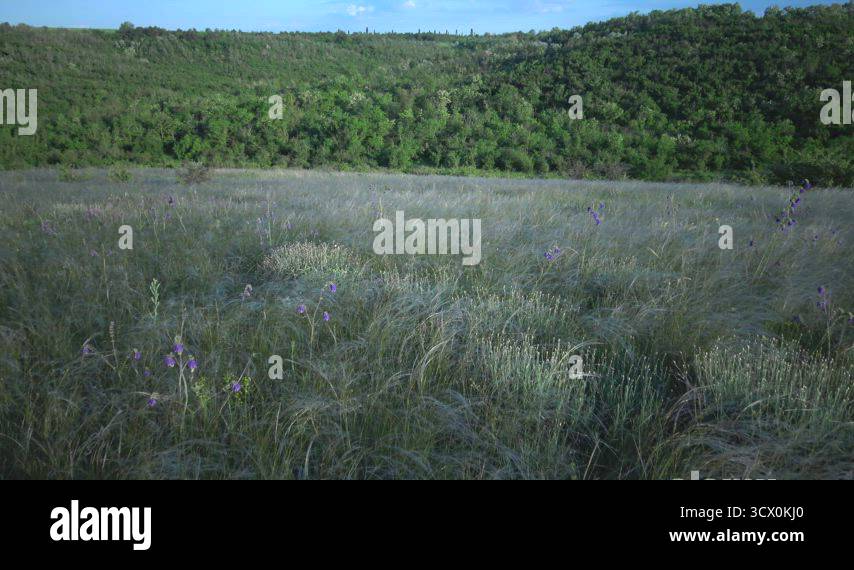 Stipa lessingiana (Needle Grass, Long grass) swaying in the wind from ...