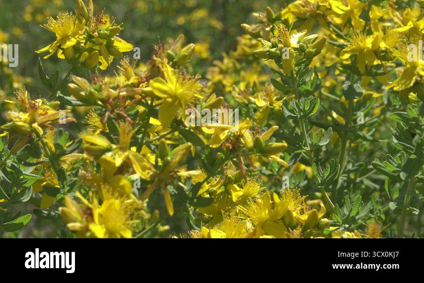 Hypericum perforatum, known as perforate St John's-wort, common Saint ...