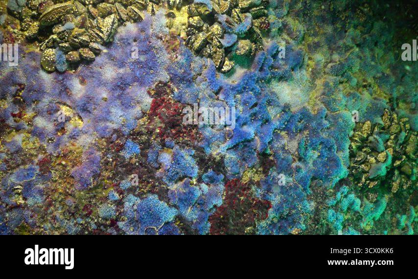 Fauna of the Black Sea. Blue sea sponges (Spongia) on the coastal ...