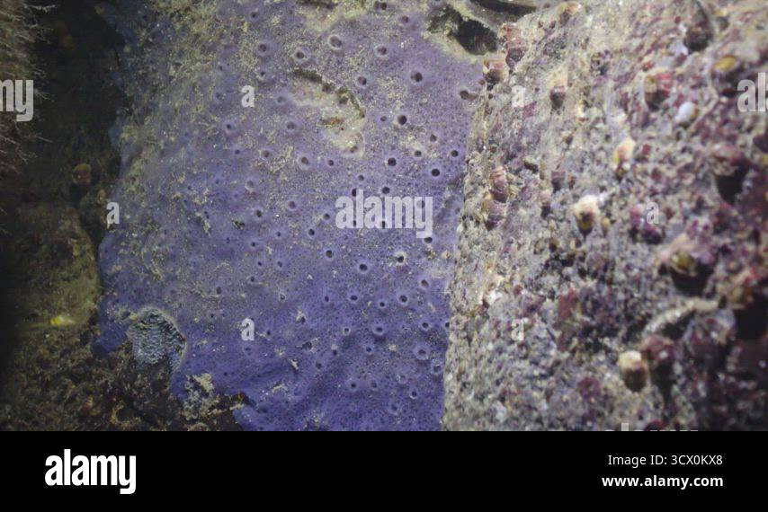 Different types of sea sponges in the fouling of pitfalls. Black Sea ...
