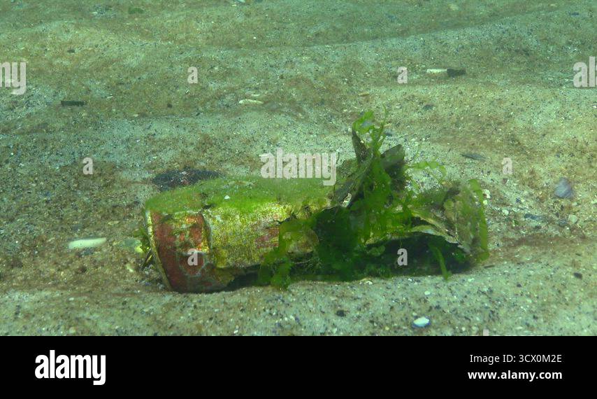 Aluminum can at the bottom of the sea. Garbage in the wild ...