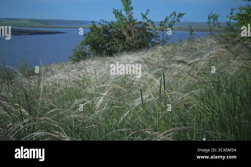 Stipa lessingiana (Needle Grass, Long grass) fluttering in the wind in ...