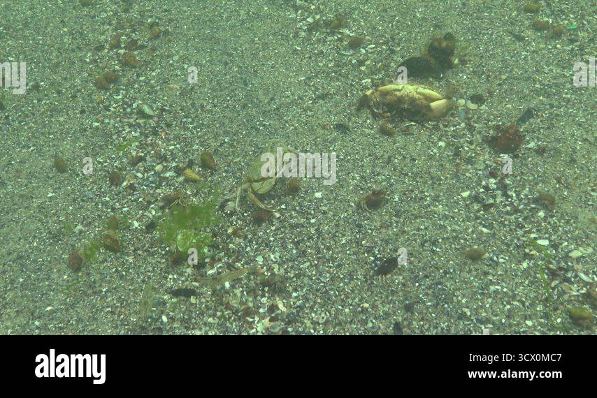 The crab eats, Swimming crab (Macropipus holsatus) or Flying crab ...