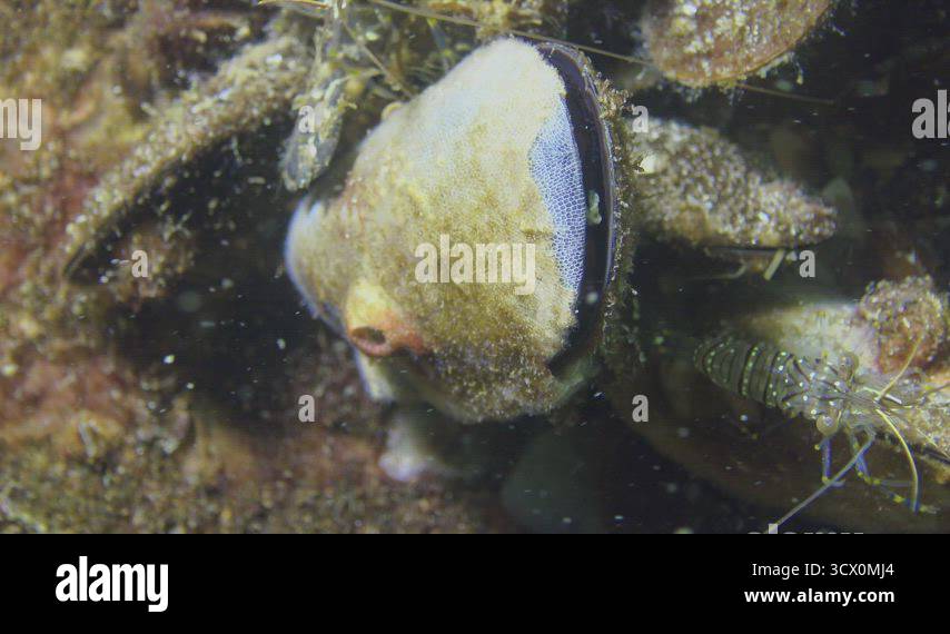 Colony Bryozoa on the mussel sink (also known as the Polyzoa ...