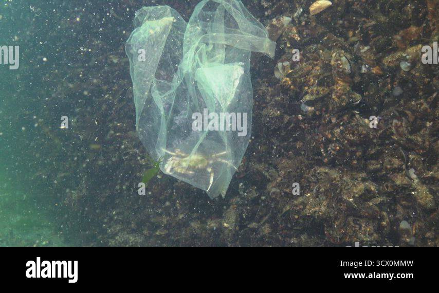 Plastic bag in the sea, killer crabs. Plastic debris, pollution, death ...
