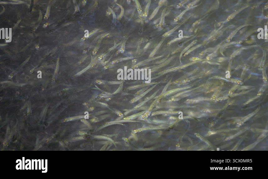 A flock of small fish, The big-scale sand smelt (Atherina boyeri ...