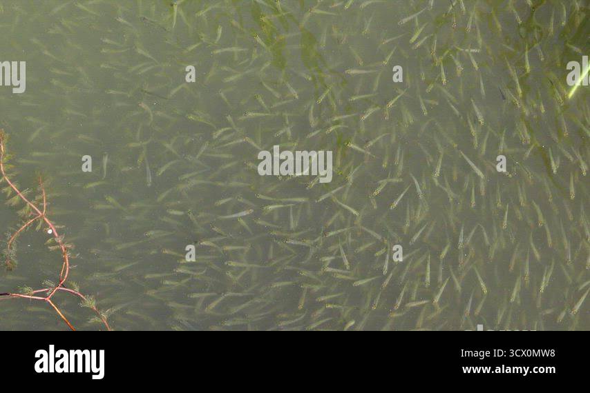 A flock of small fish, The big-scale sand smelt (Atherina boyeri ...