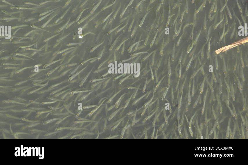 A flock of small fish, The big-scale sand smelt (Atherina boyeri ...