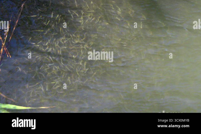 Water Snake hunts small fish. A flock of small fish, The big-scale sand ...